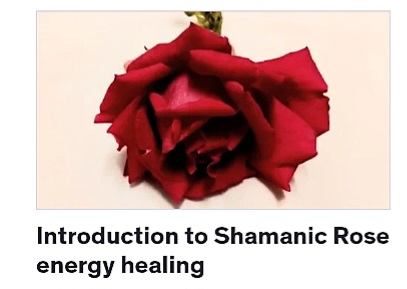 A Letter To The Budding Rose Priestess & Rose Energy Healer – Rose ...